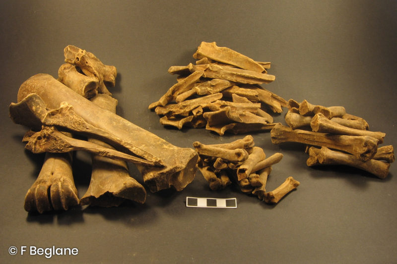 6. Zooarchaeology – FoodCult